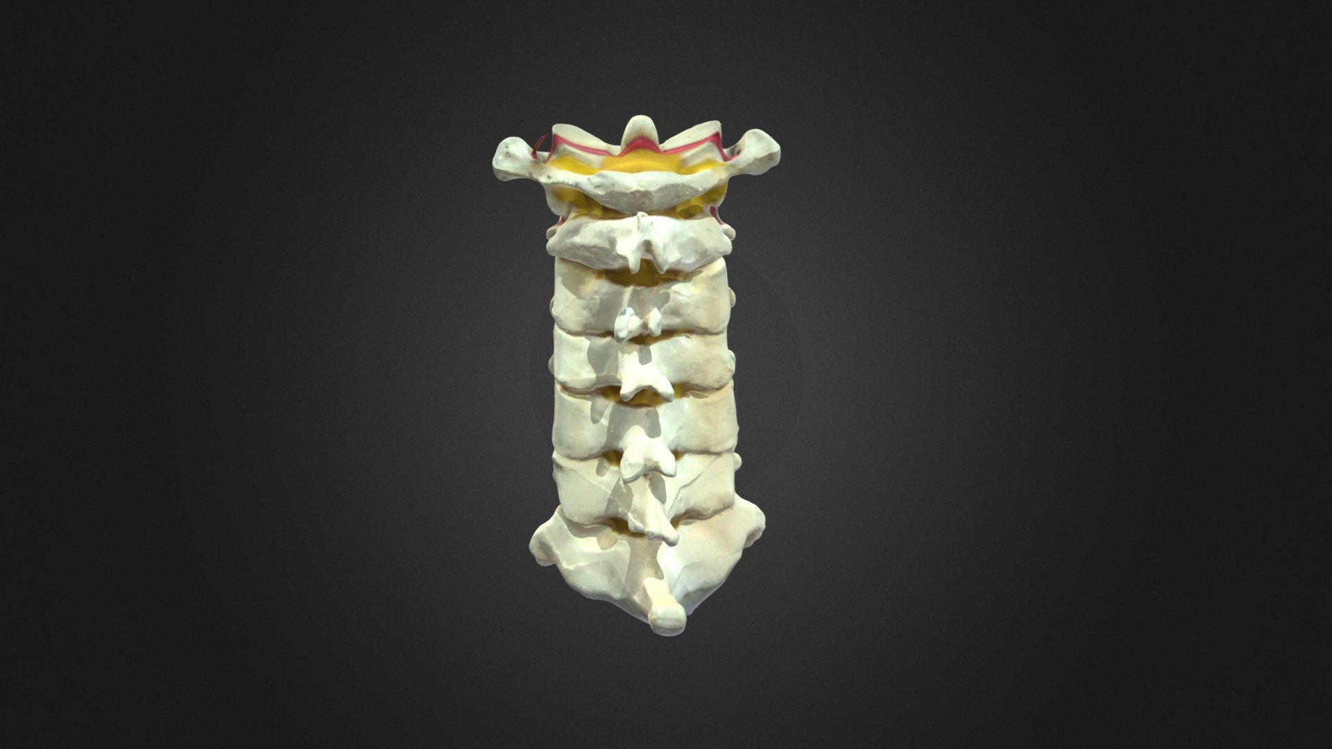 Spine Model - 3D model by tilly_gw [c031528] - Sketchfab