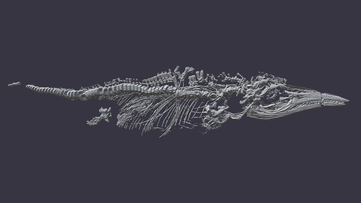 Ichthyosaurus 3D models - Sketchfab