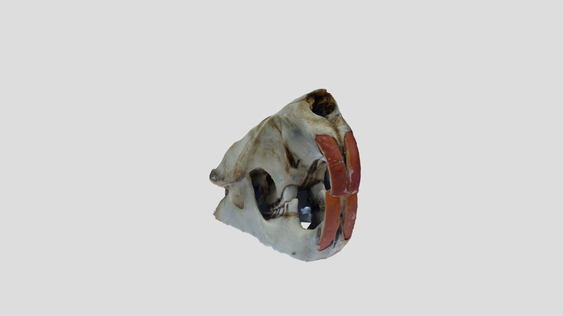 Beaver Skull - Download Free 3D model by ntdbrock [c043488] - Sketchfab