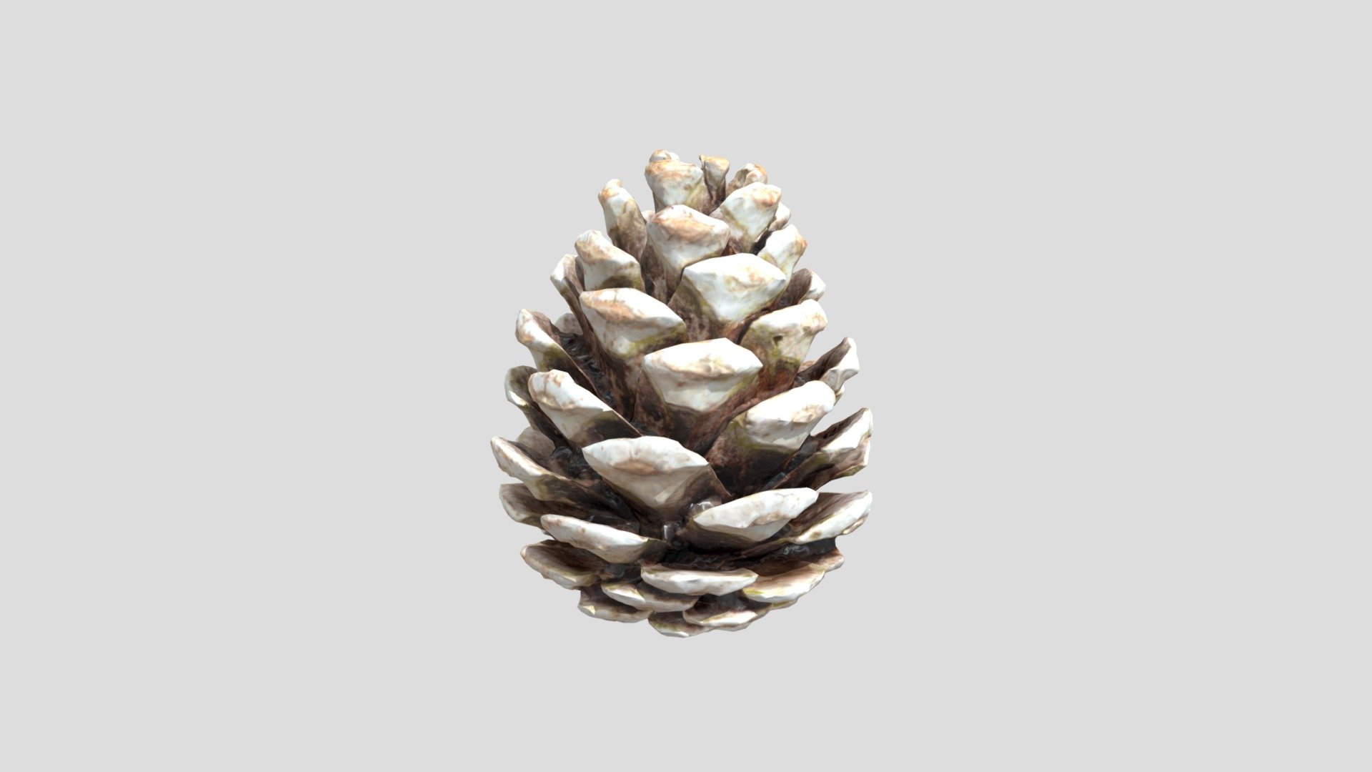 Pine Cone 3 - Download Free 3D model by scbenoit [c044321] - Sketchfab