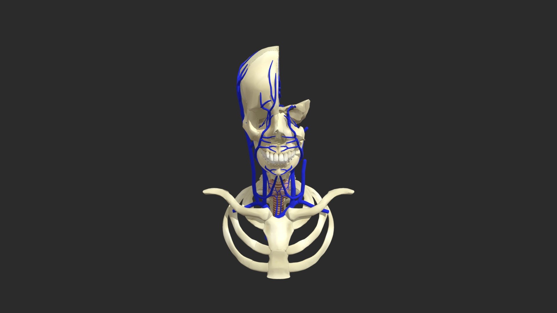 Dural Venous Sinuses & Deep Veins - 3D model by University of Dundee ...