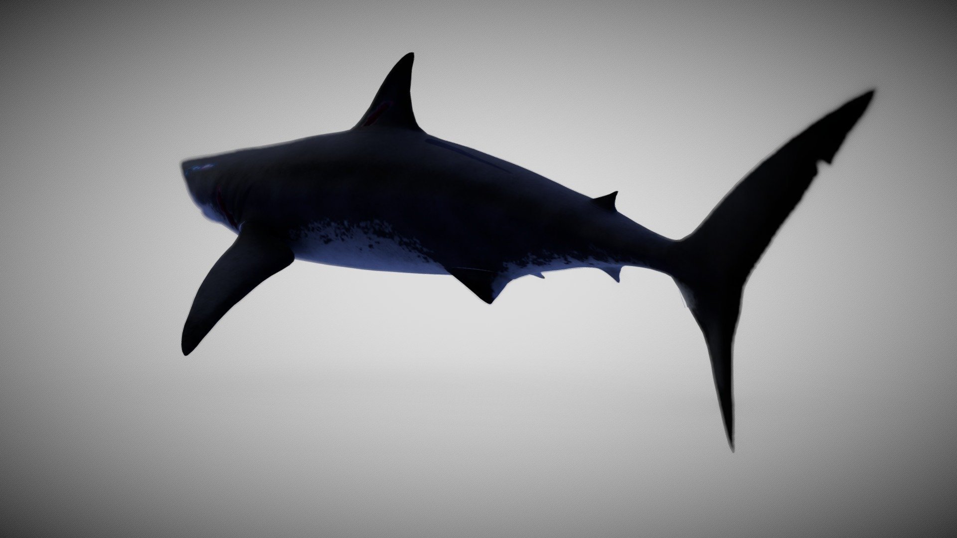 Megalodon - 3D model by Polite Cat (@PoliteCat) [c0495ed] - Sketchfab