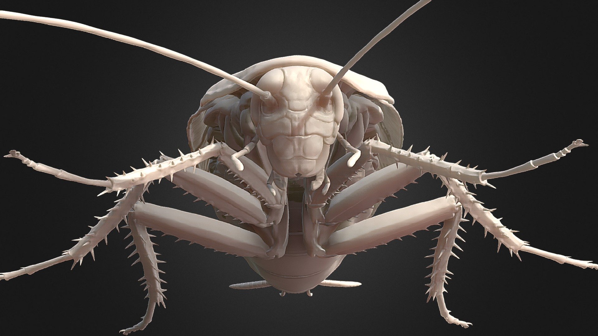 cockroach - 3D model by HAYDAN9999 [c04c927] - Sketchfab