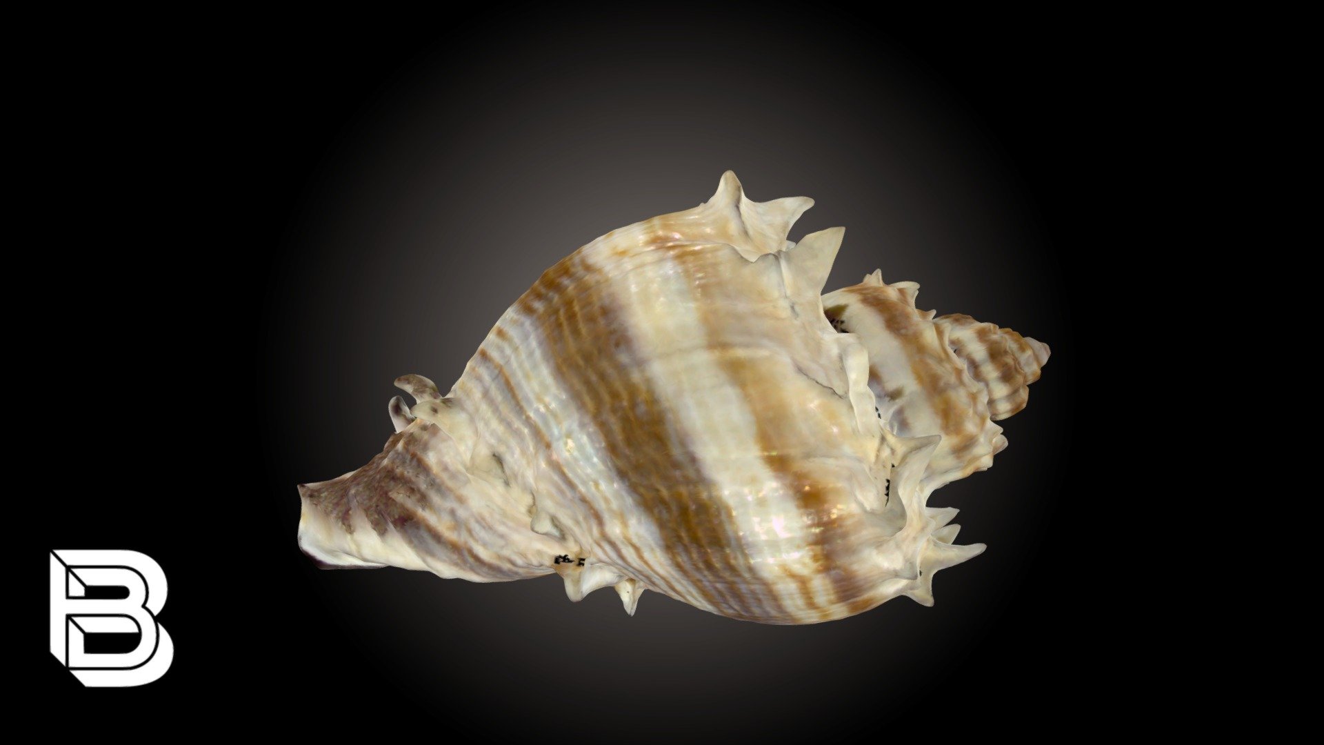 Crown Conch Shell - 3D model by The Bishop Museum of Science and Nature ...
