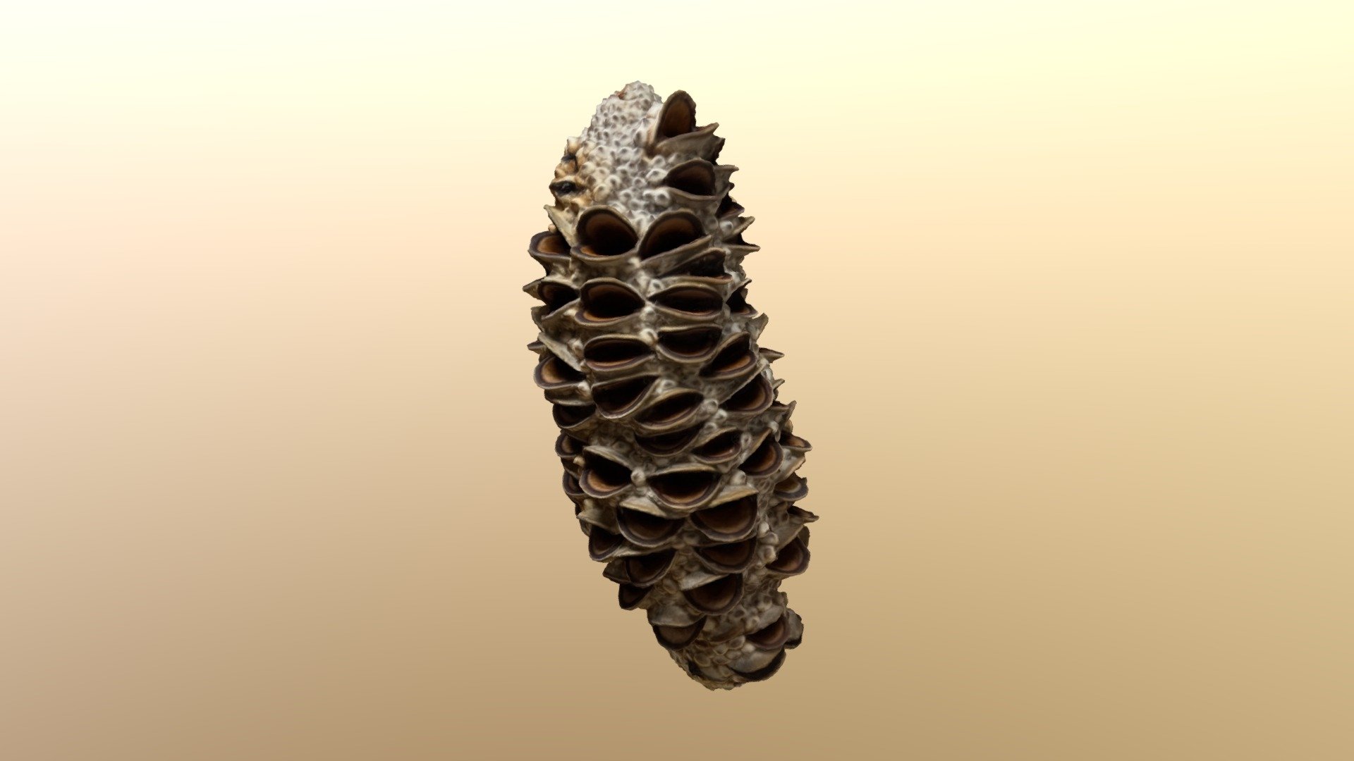 Banksia Seed pod - Download Free 3D model by CrowsEpicScans [c050538 ...