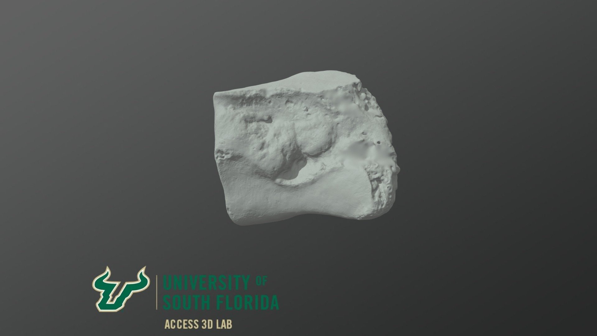 Right Cuneiform 2 (89) - 3D model by access3d [c051547] - Sketchfab