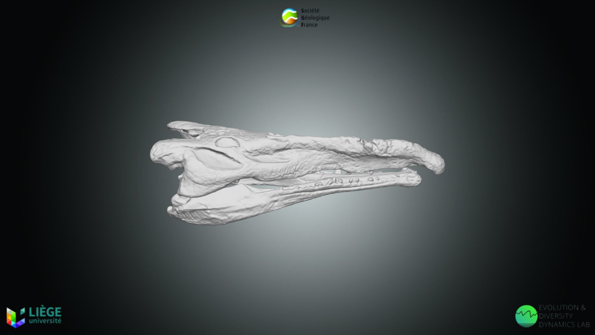 Reptile – Nicrosaurus sp. - Download Free 3D model by Société ...