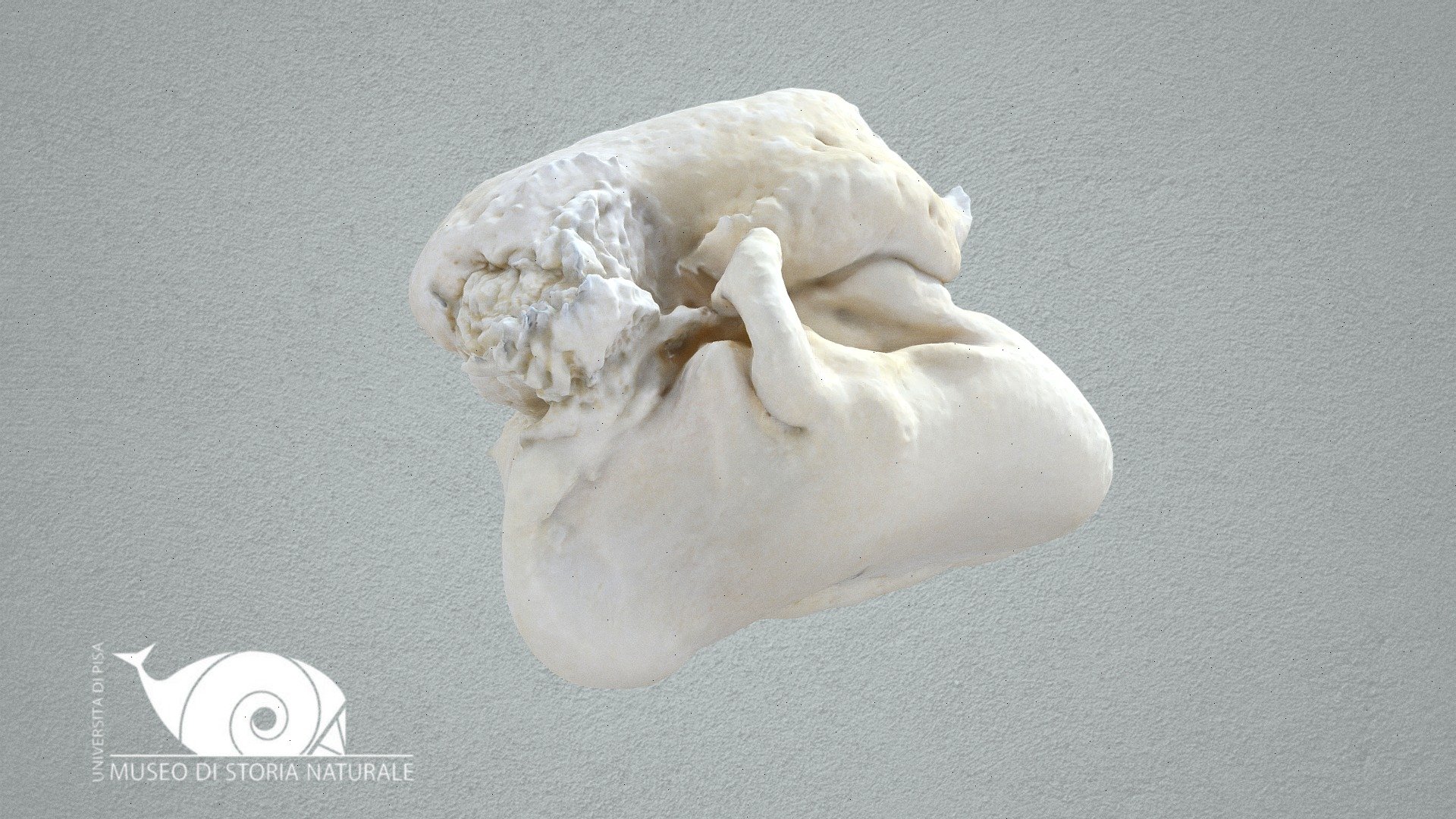 Risso's dolphin (Tympanic bulla+periotic bone) - 3D model by Natural ...