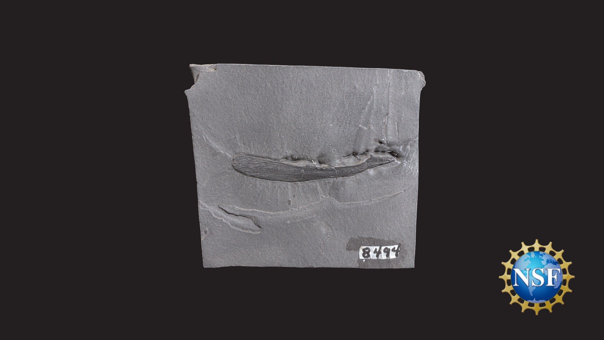 CMNH 8494 Micro Arthrodire Infragnathal - 3D model by Cleveland Museum ...