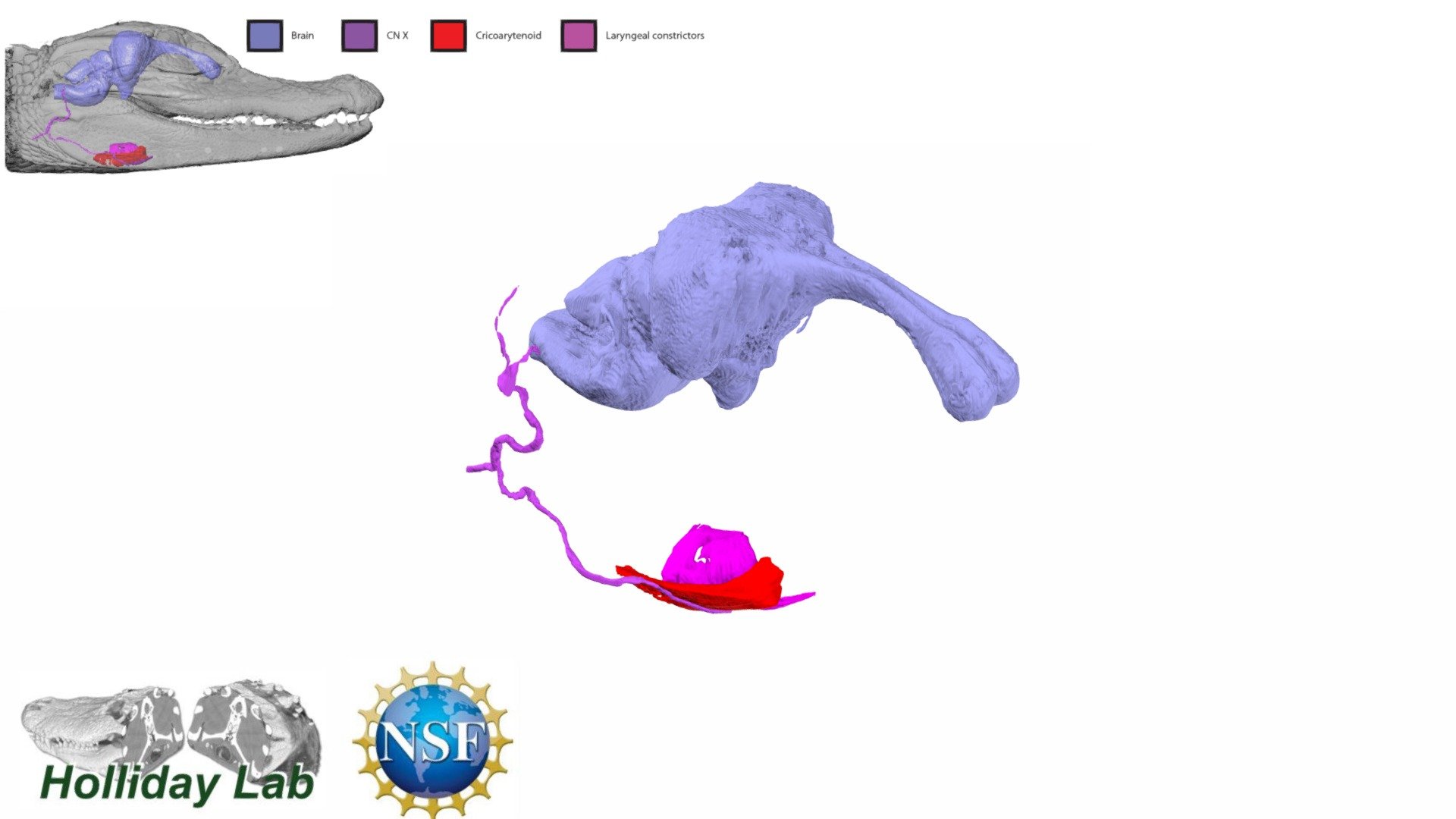 Yearling Alligator CN X-Innervated Muscles - Download Free 3D model by ...
