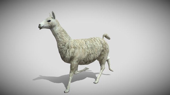 Llama 3D models - Sketchfab