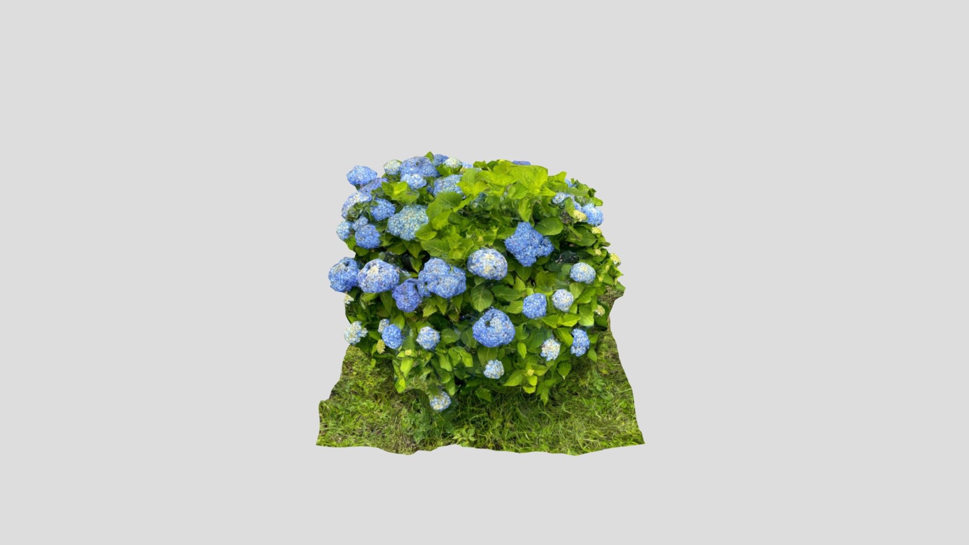 Hydrangea - Download Free 3D model by T-Photoworks [c064406] - Sketchfab
