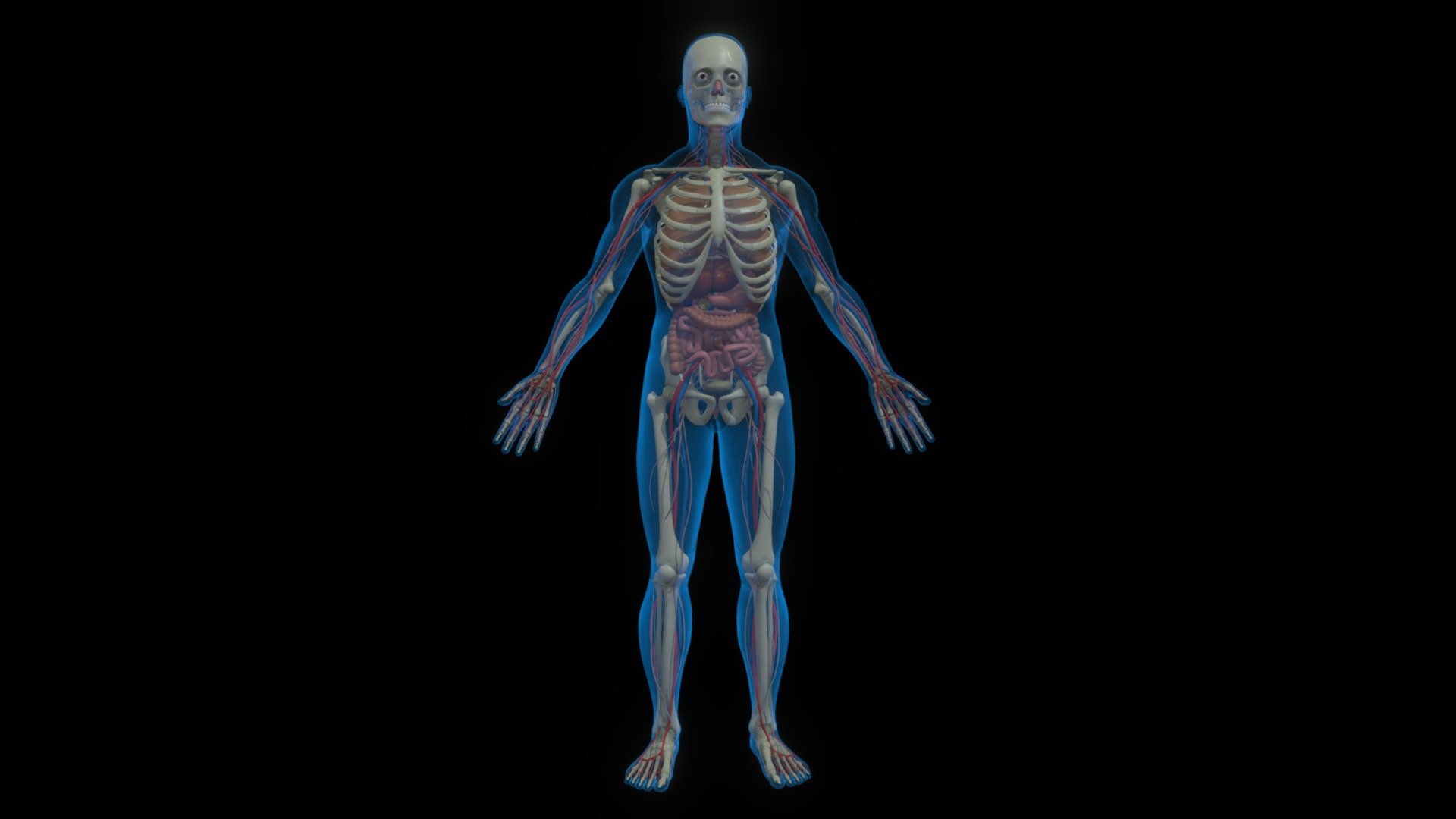 Modern human skeletal organs - Buy Royalty Free 3D model by xinige ...