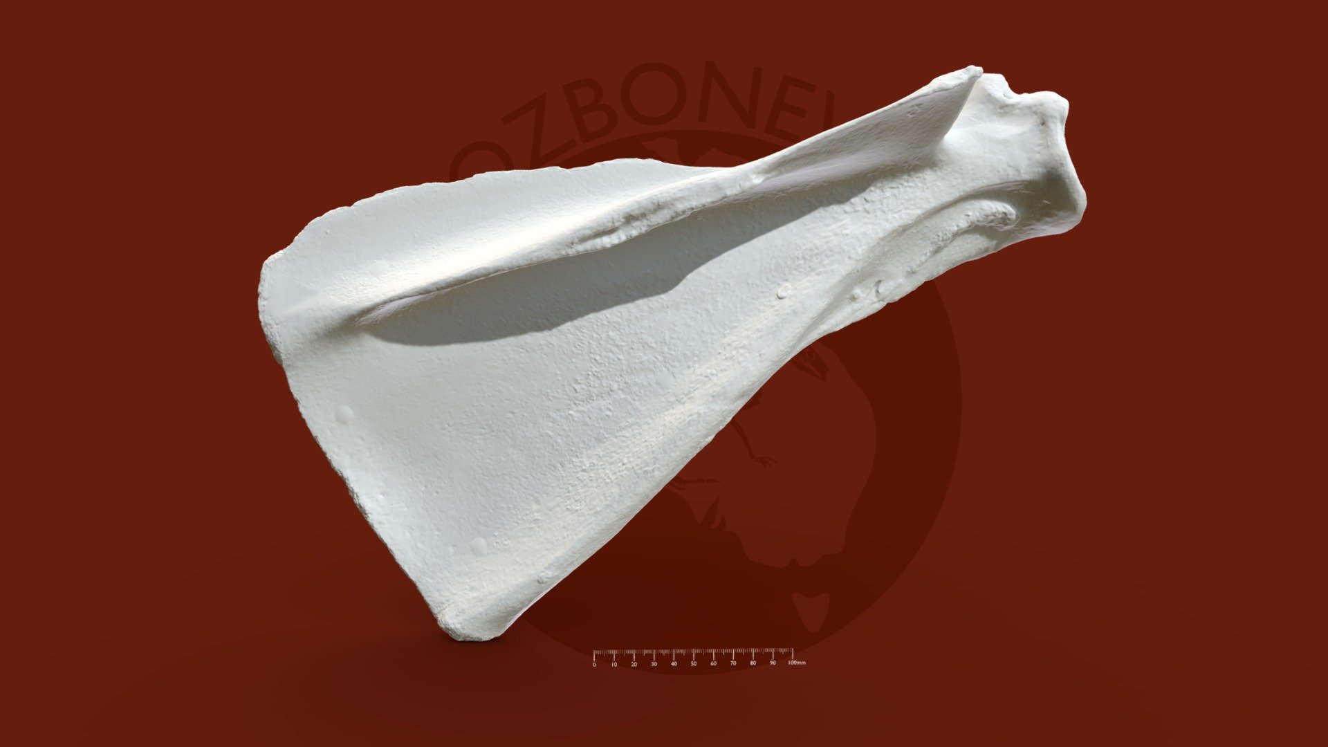 Domestic cow scapula - 3D model by Ozboneviz [c06b5e4] - Sketchfab