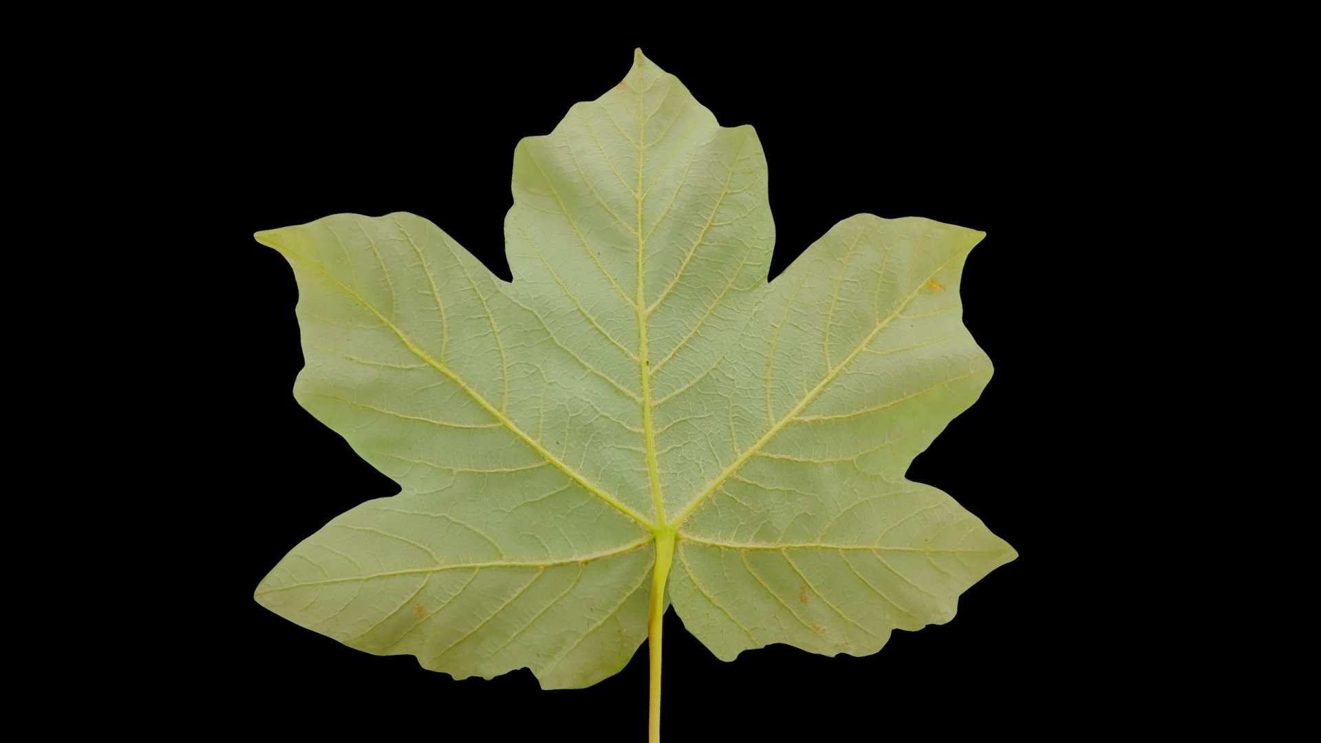 Maple Leaf - Download Free 3D model by Zacxophone [c06c7cf] - Sketchfab