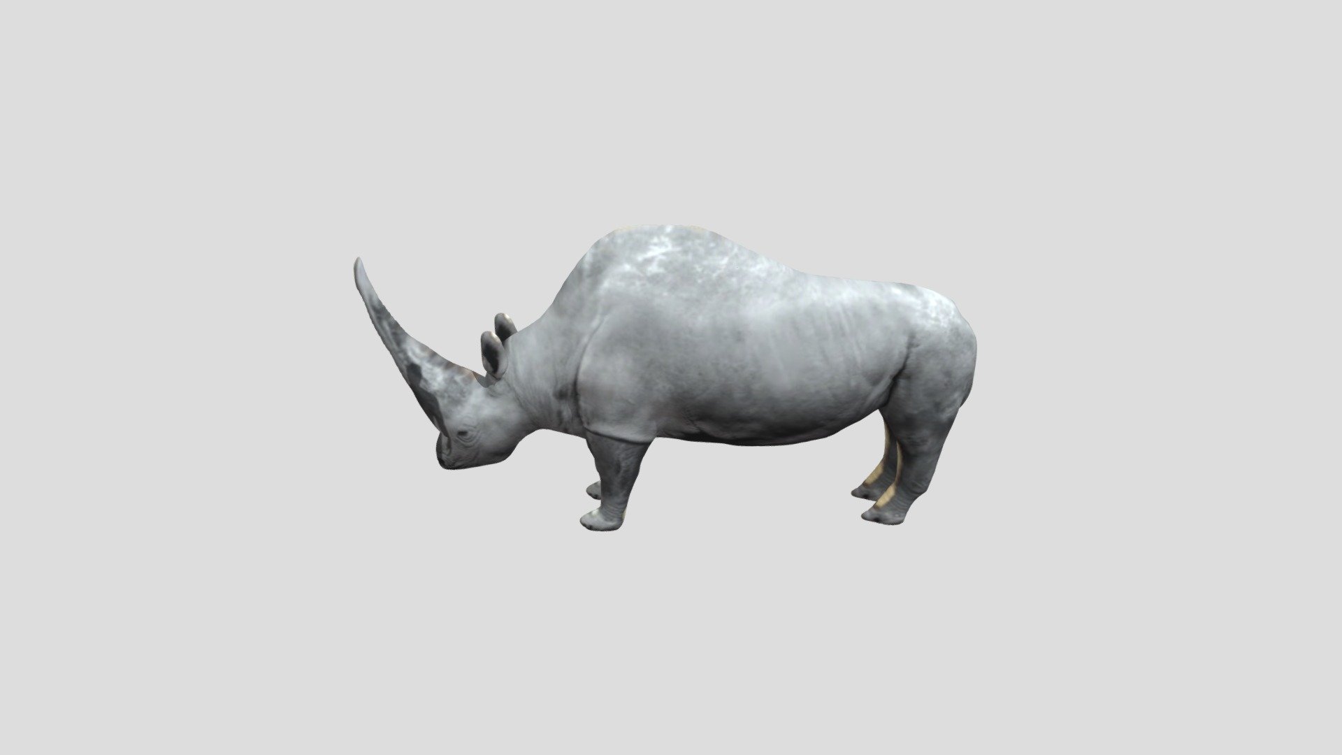 Sinotherium Lagrelli - Download Free 3D model by Animalmuseum [c06f71d ...