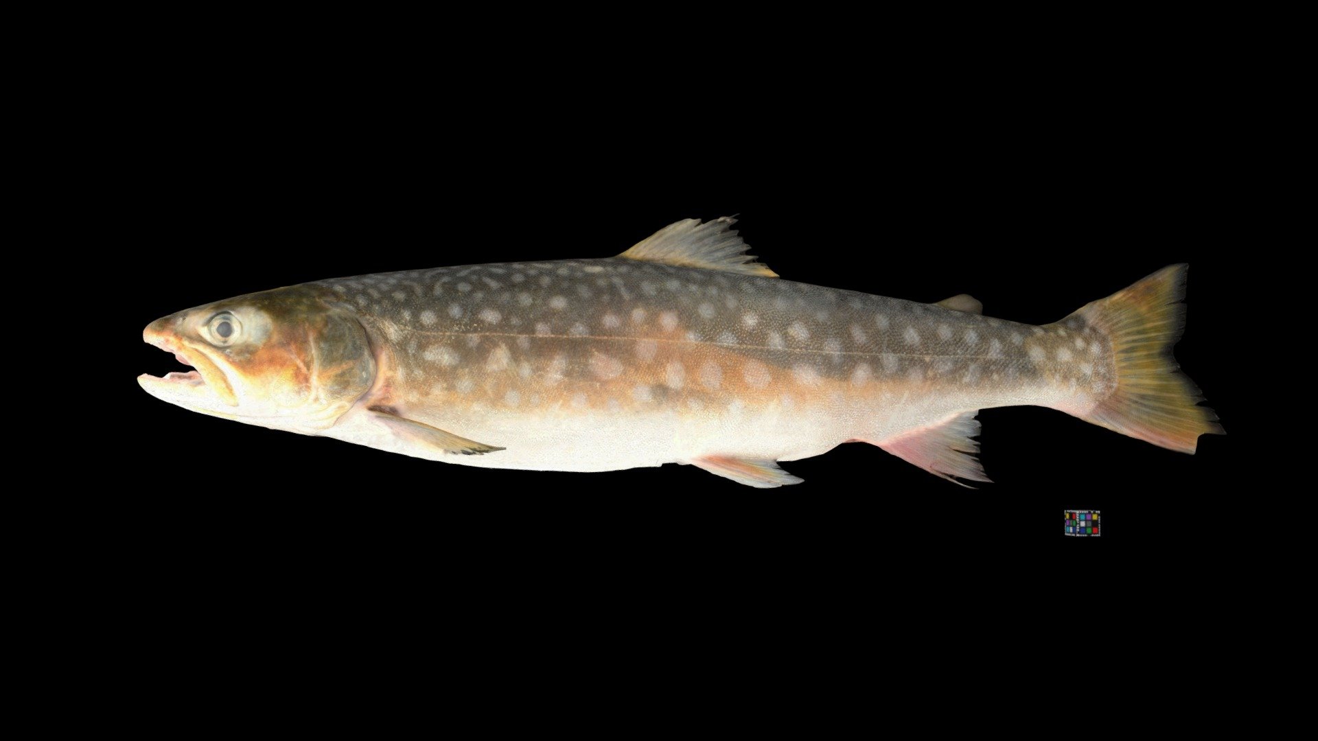 アメマス エゾイワナ 🐟 ♀ White-spotted Charr - Download Free 3D model by ffish ...