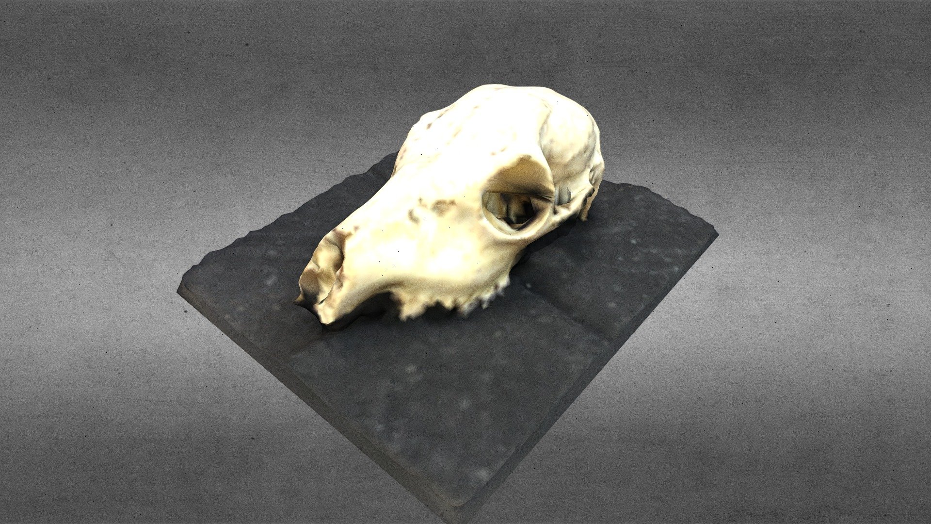 Deer Skull - Download Free 3D model by Rathmell Archaeology (@rathmell ...
