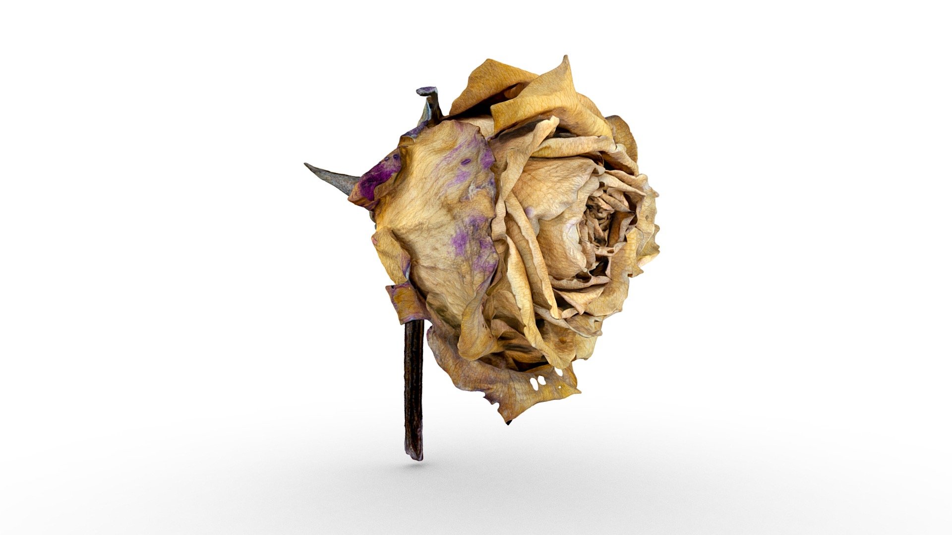 Dried Rose - 3D model by trnio [c0741b1] - Sketchfab
