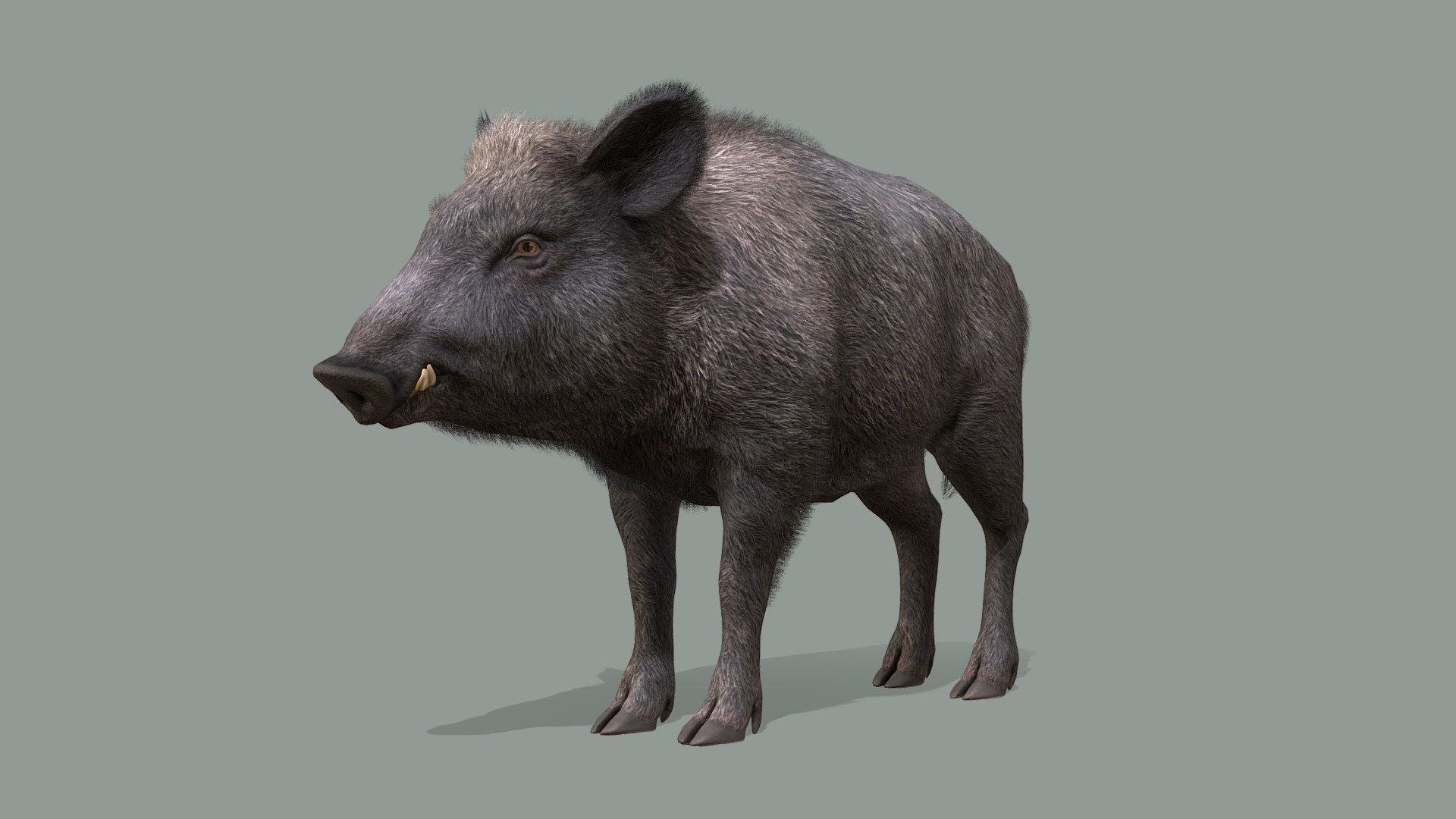 Wild Boar - Female - Buy Royalty Free 3D model by RedDeer (@billl90) [c084cad] - Sketchfab Store