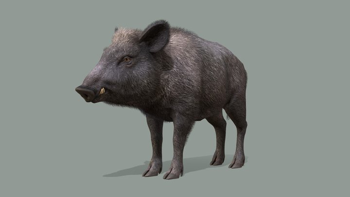Boar 3D models - Sketchfab