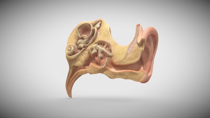 Pregnant 3D models - Sketchfab