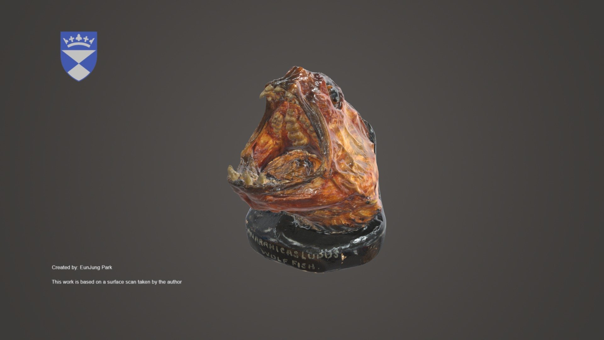 Wolf fish - Download Free 3D model by University of Dundee Museum ...