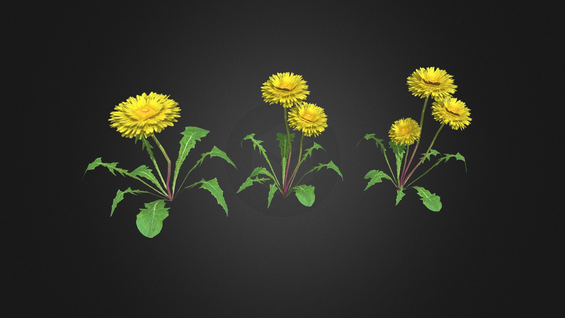 Dandelion Blossom Flower (game ready asset) - Download Free 3D model by ...