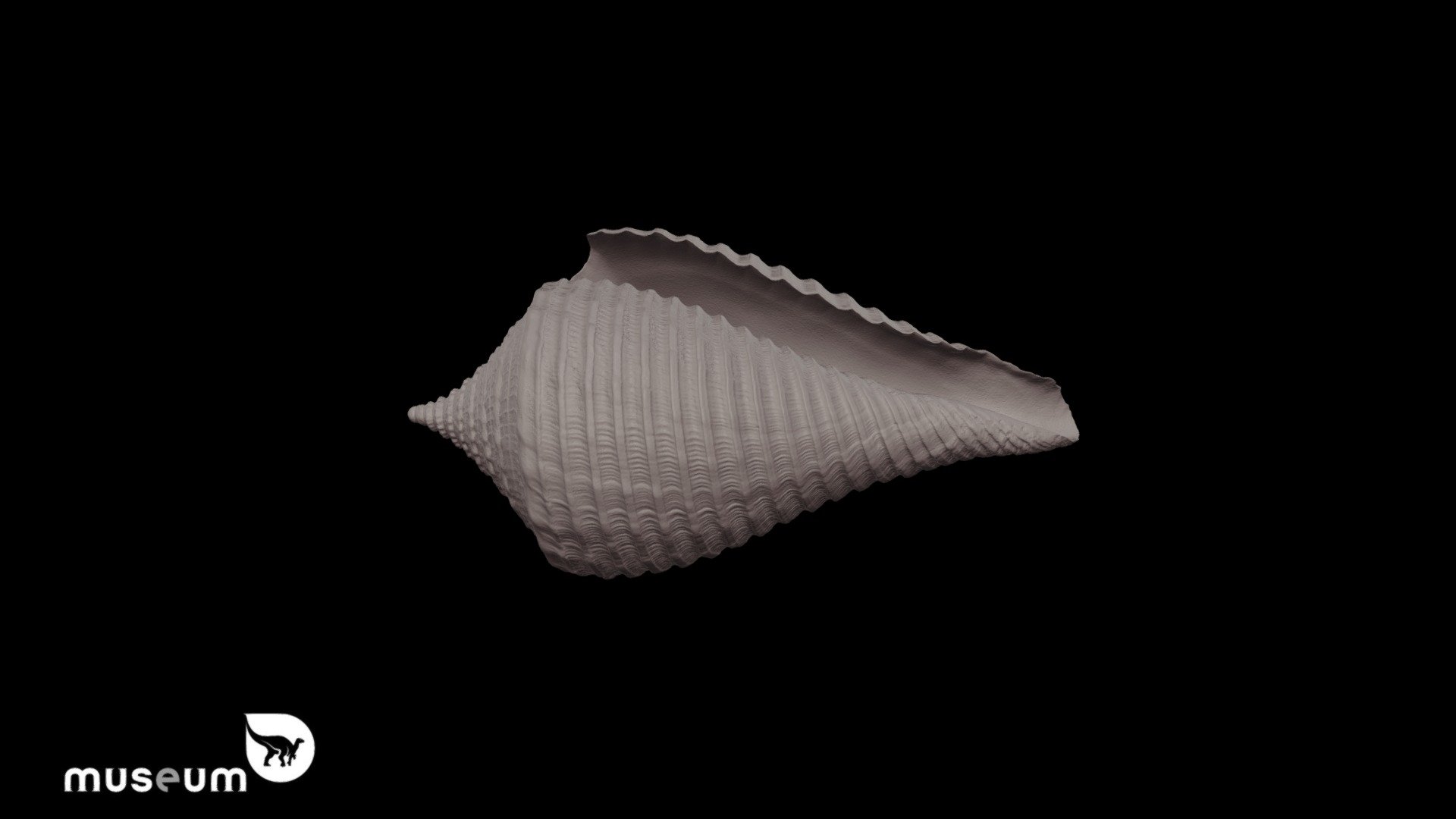 BE-RBINS-INV-TYPES-MT-160-Conus-guyanensis - 3D model by Royal Belgian ...
