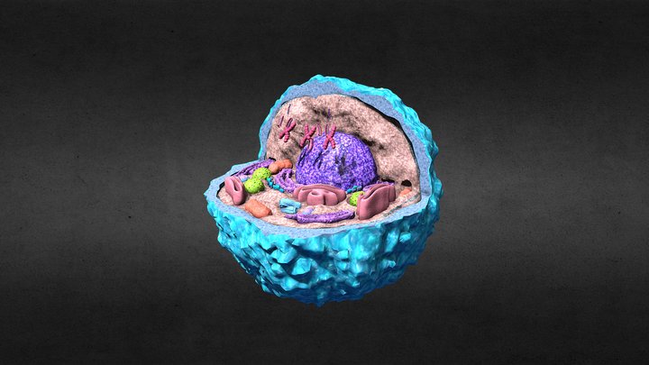 Nucleus 3D models - Sketchfab