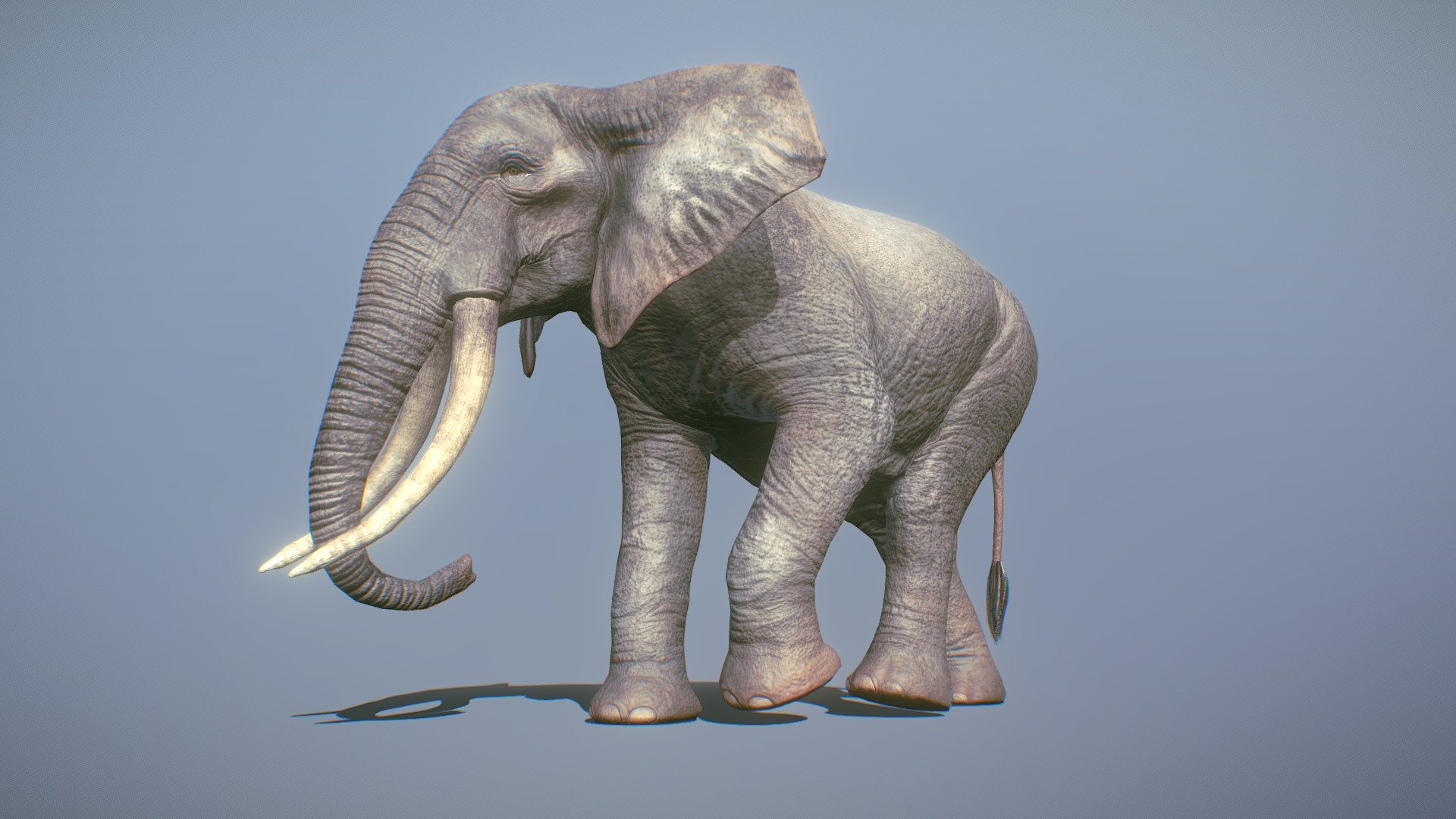 Elephant Baby To Adult - 3D model by Malbers Animations (@malbers ...