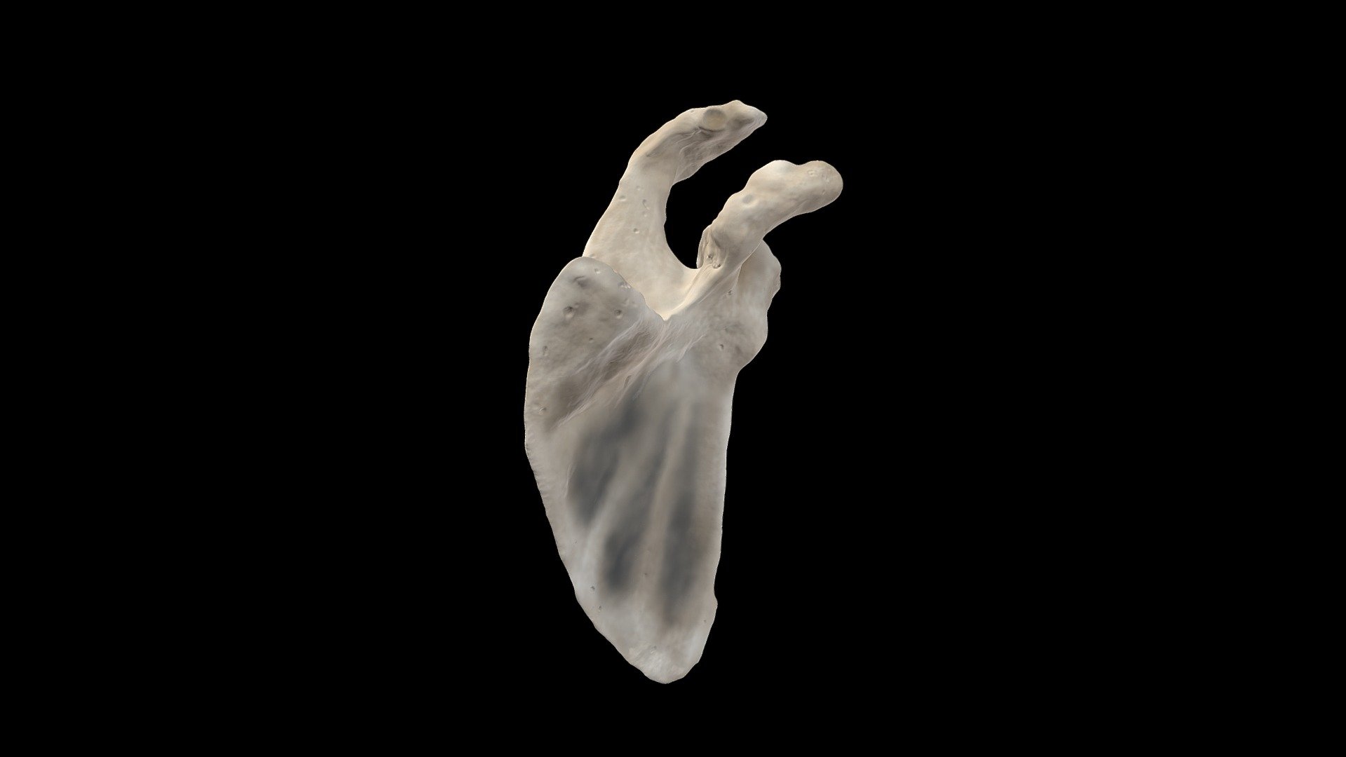 Scapula - 3D model by rebekah_sadok [c09c0fe] - Sketchfab
