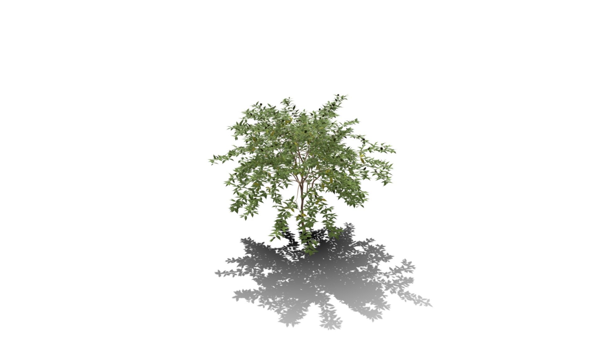 Realistic HD Golden dewberry (18/20) - Download Free 3D model by ...