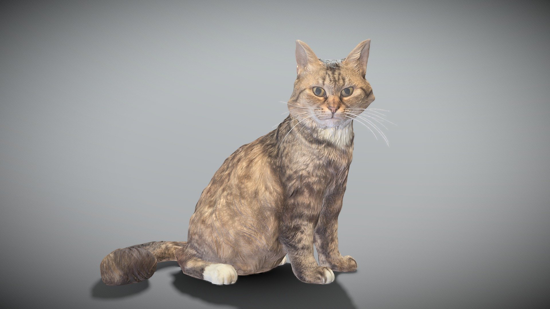 Fluffy cat 28 - Buy Royalty Free 3D model by deep3dstudio [c09dd28 ...