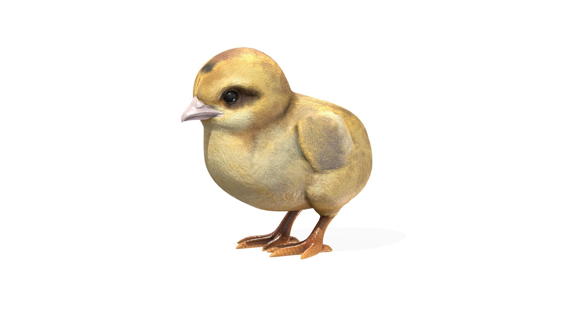 Chick Animated - 3D model by Kasit Studio (@kasit) [c0a2429] - Sketchfab