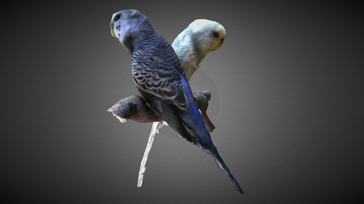 Parakeets 3D models - Sketchfab