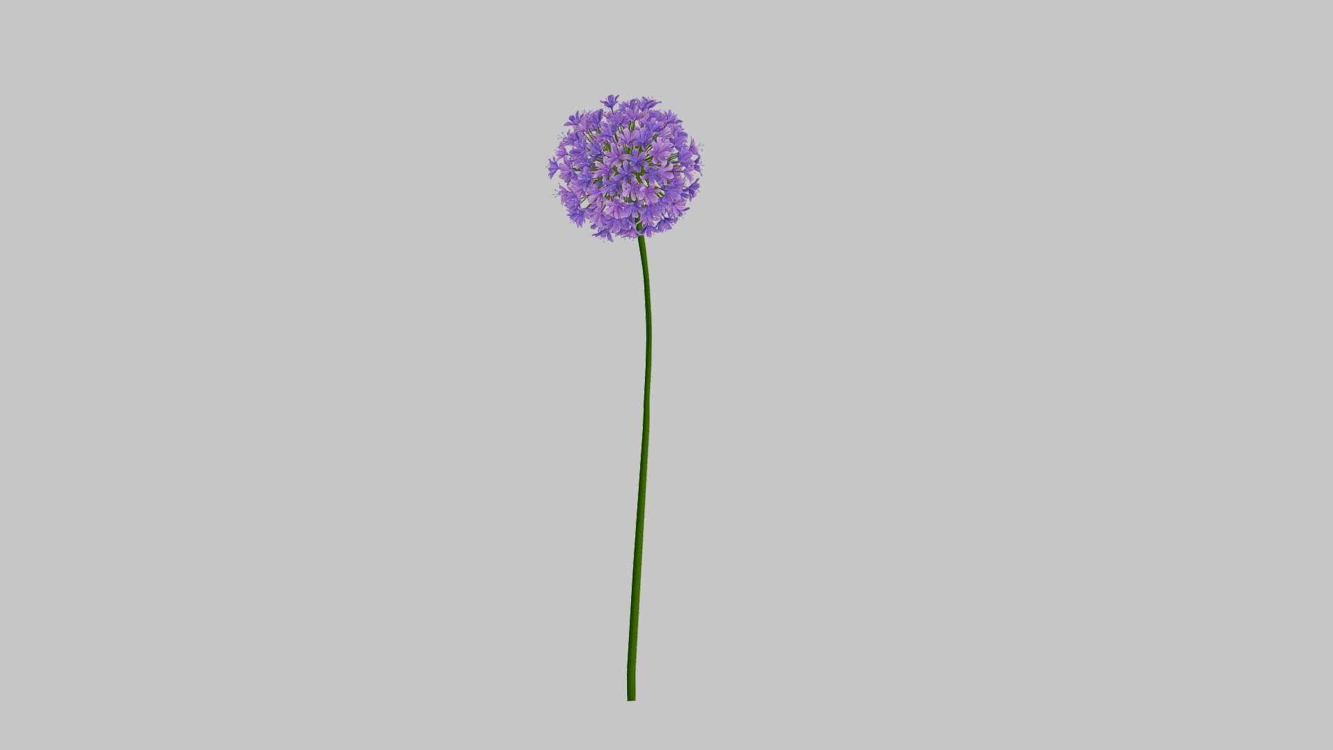 Allium - 3D model by urinhairin [c0a7692] - Sketchfab
