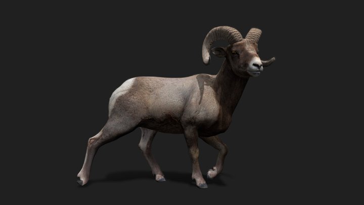 Animals 3D models - Sketchfab