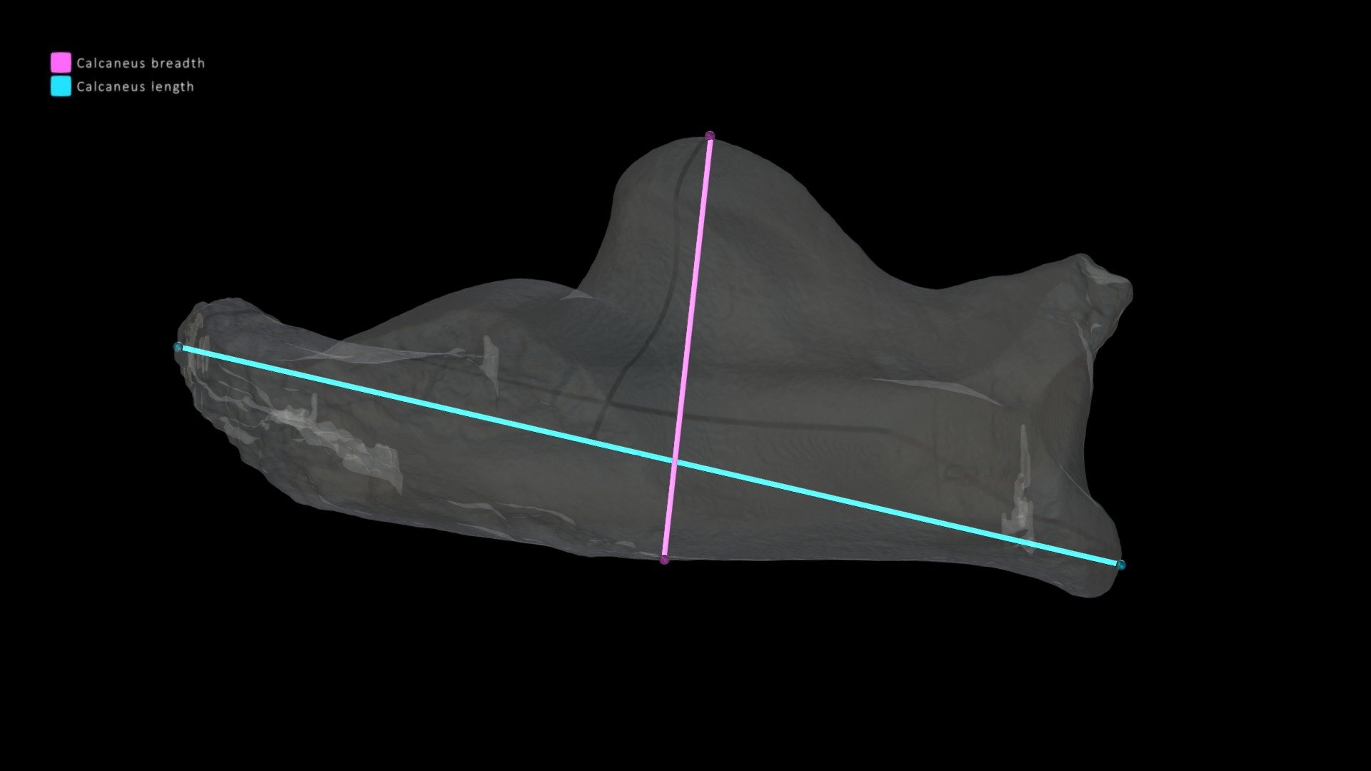 Calcaneus 3D measurements - 3D model by Blackburn Lab (@ufherps ...