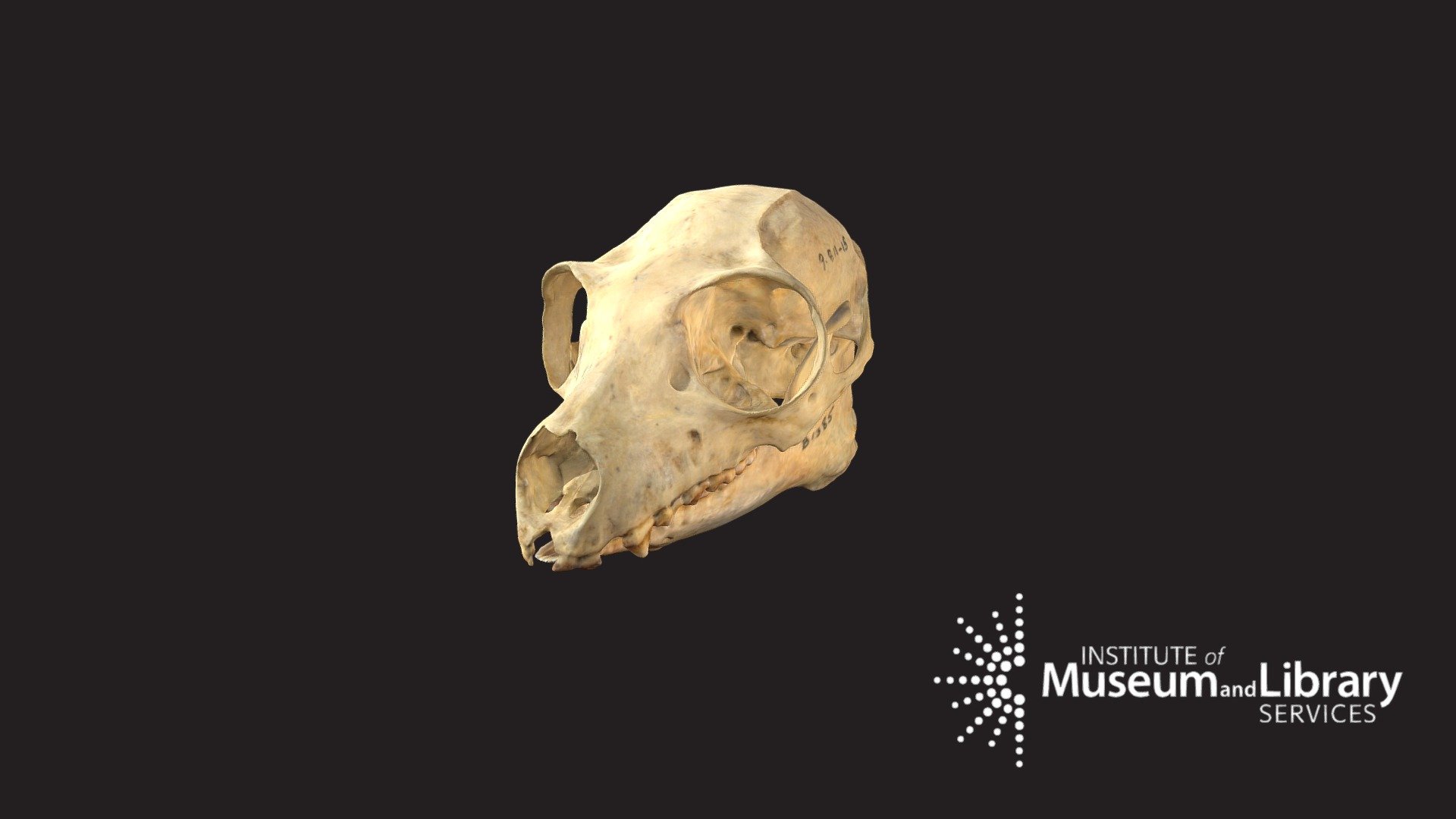 HTB 1385, Indri Skull - 3D model by Cleveland Museum of Natural History ...