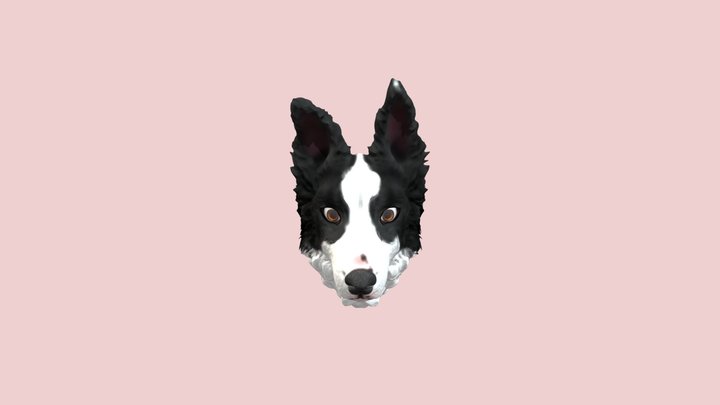 Bordercollie 3D models - Sketchfab
