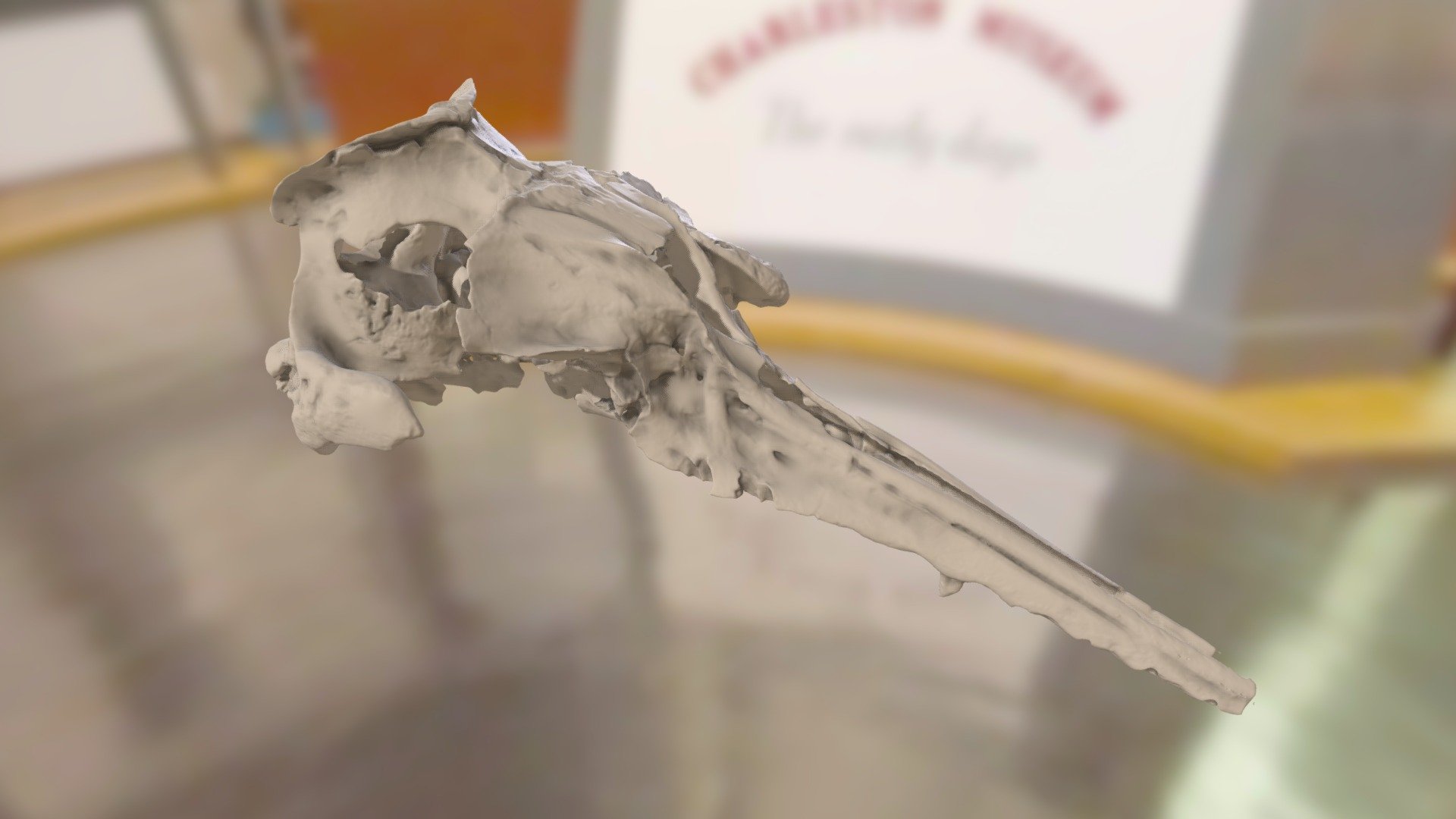 ChM PV4834 - Albertocetus Skull - Download Free 3D model by The ...