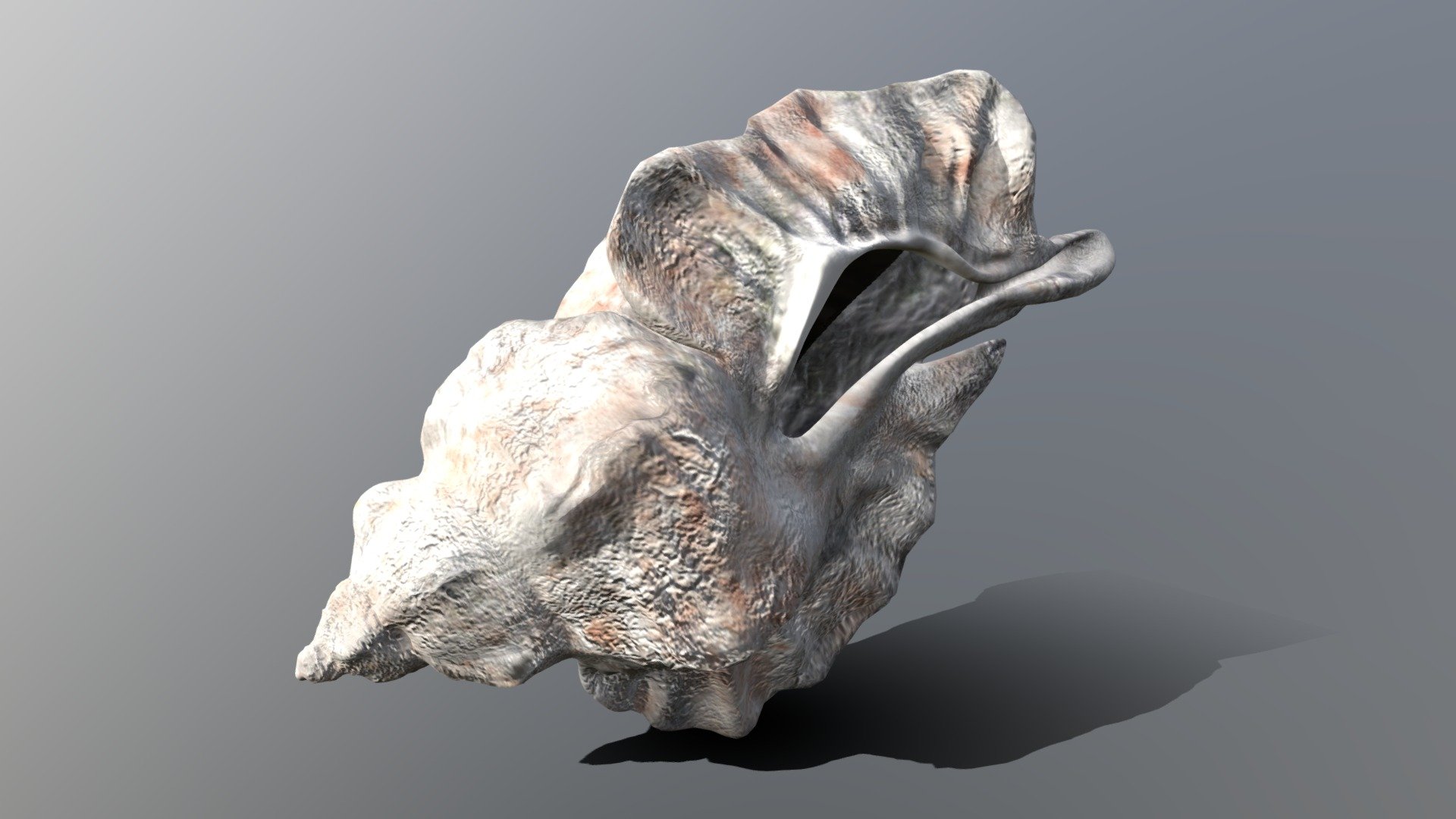 Sea Snail Conch - Download Free 3D model by boxgizmo [c0c9e23] - Sketchfab