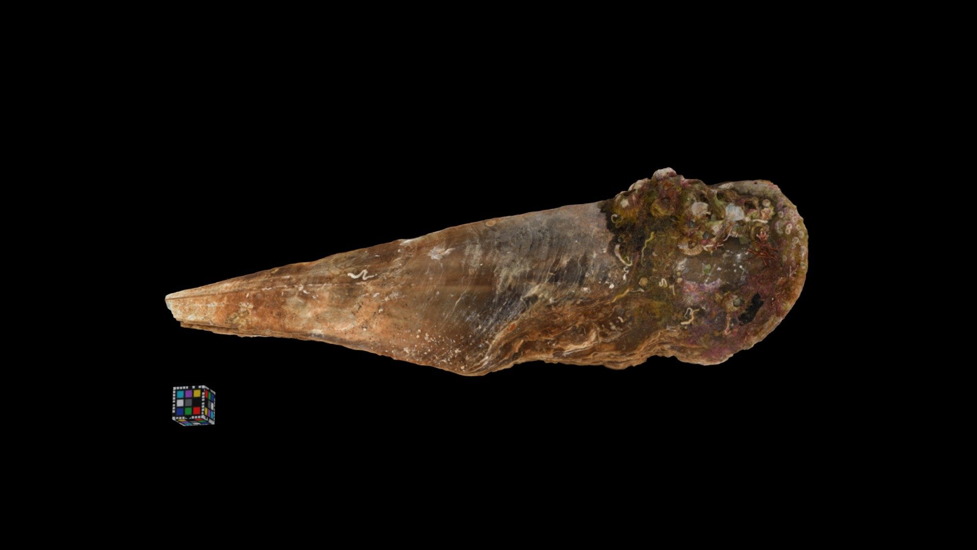 ハボウキガイ Fan Mussel, Pinna bicolor - Download Free 3D model by ffish.asia ...