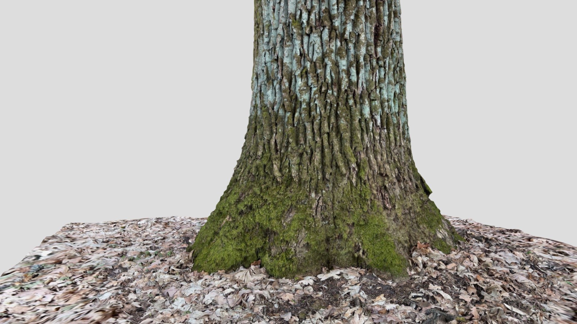 Oak trunk - Download Free 3D model by ScanMe [c0cb565] - Sketchfab