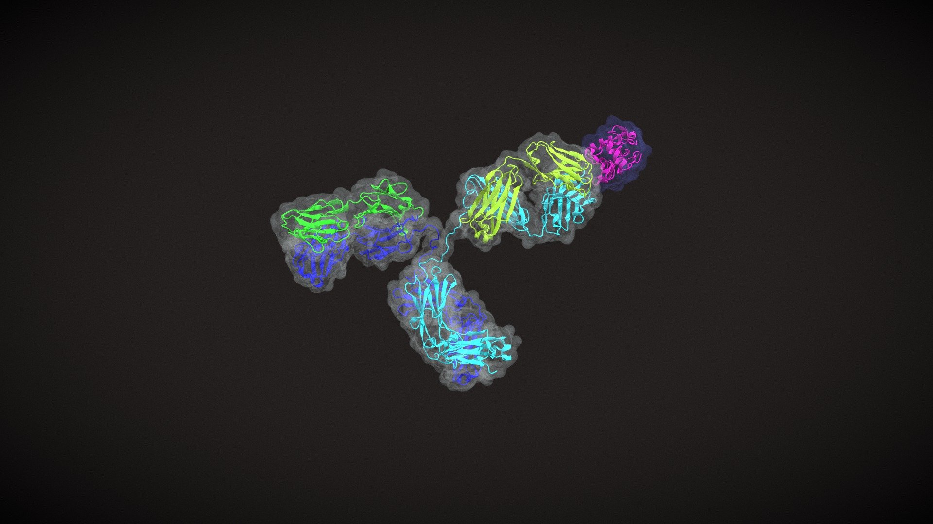 antibody+lysozyme - Download Free 3D model by gvsuchem (@gvsu-chem ...