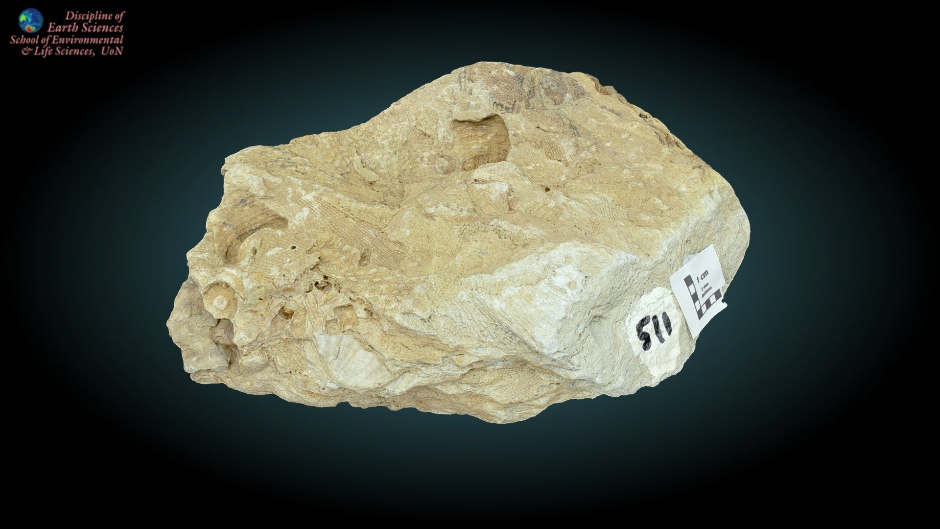'Fenestella Shale' from Mulbring Quarry - 3D model by Earth Sciences ...