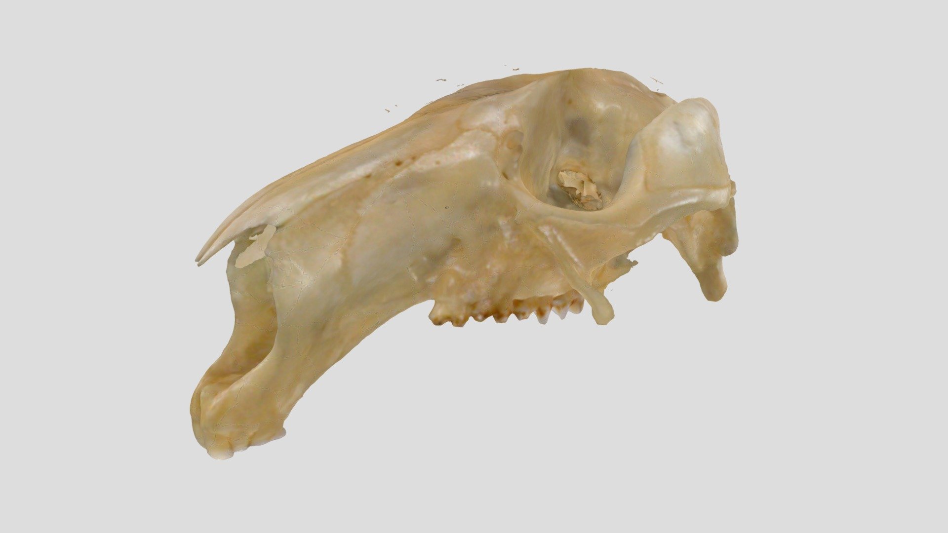 WAM M6517 - Kimberley Wallaroo (Skull) - 3D model by Western Australian ...