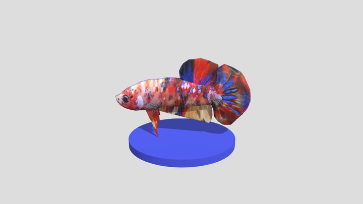 Betta 3D models - Sketchfab