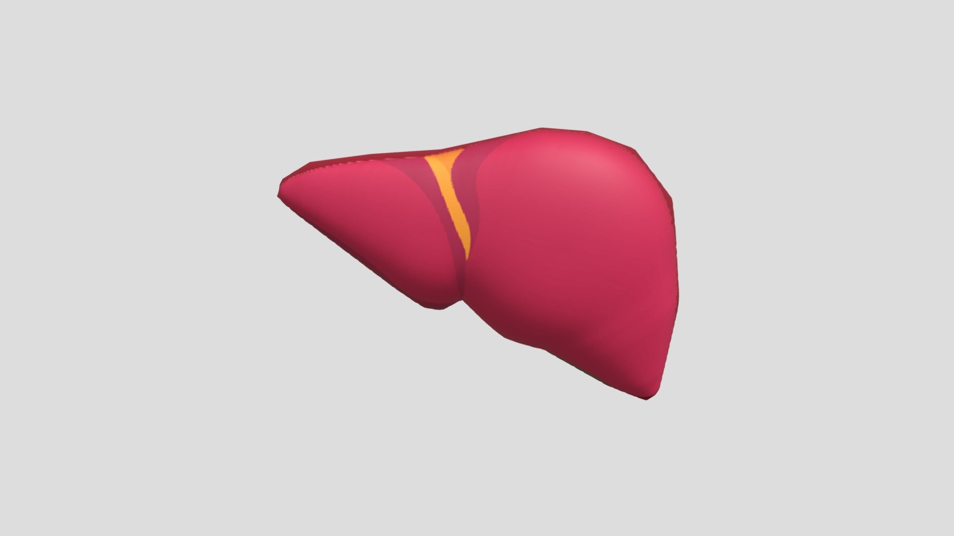 LIVER - Download Free 3D model by nisazahra [c0e0cbd] - Sketchfab